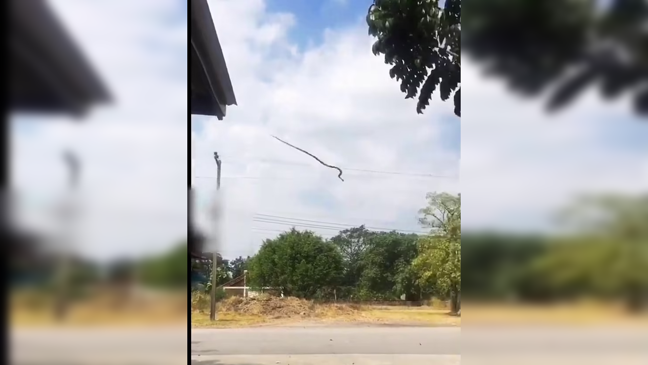 Viral video | Snake leaps through air before slithering away unfazed ...