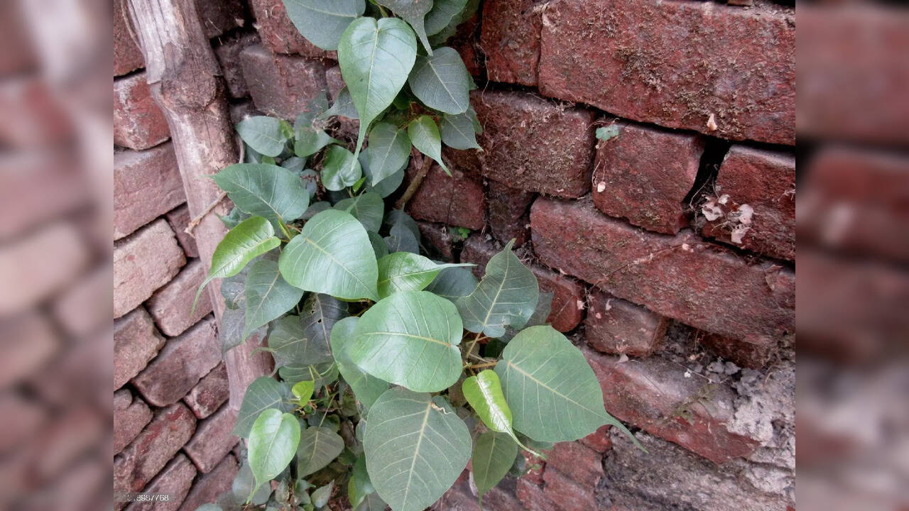 Vastu Shastra: One should avoid planting a Peepal tree in one’s house ...