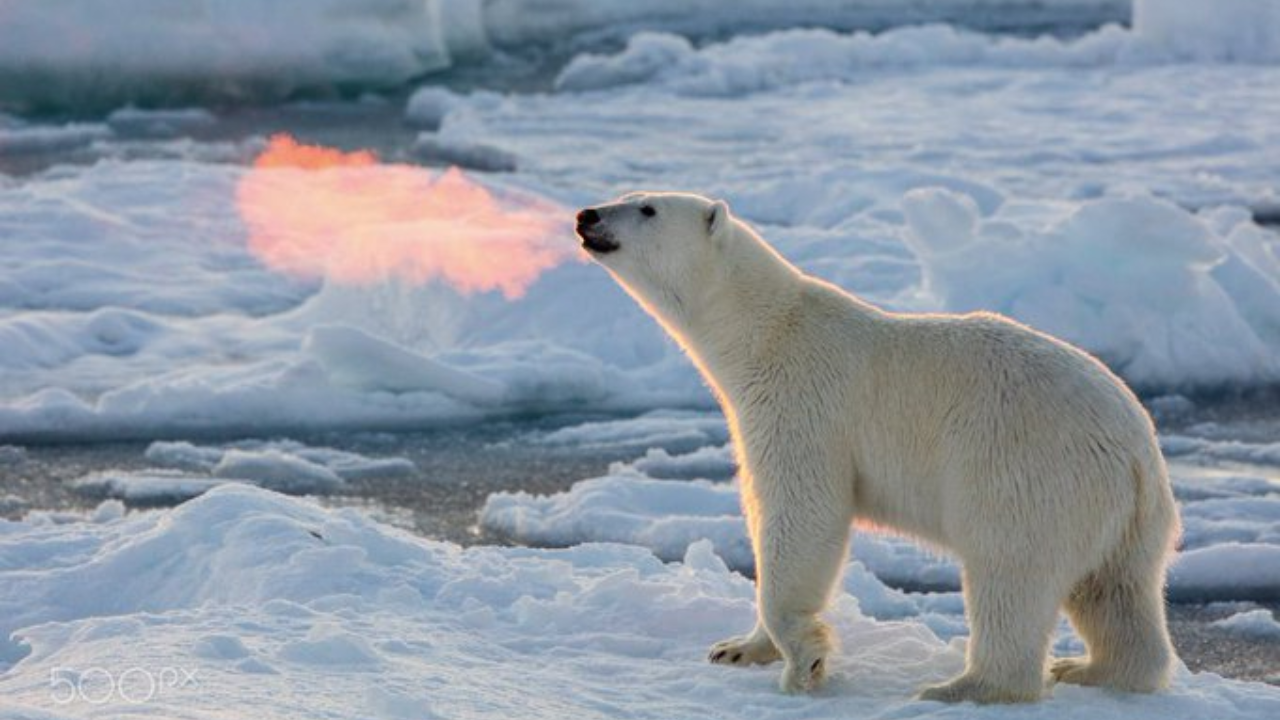 Dracarys! Stunning photo of polar bear 'breathing fire' goes viral