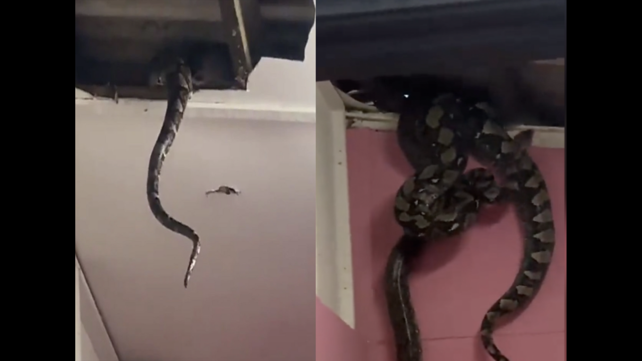 Crazy moment 3 giant snakes fall through home's roof in Malaysia ...