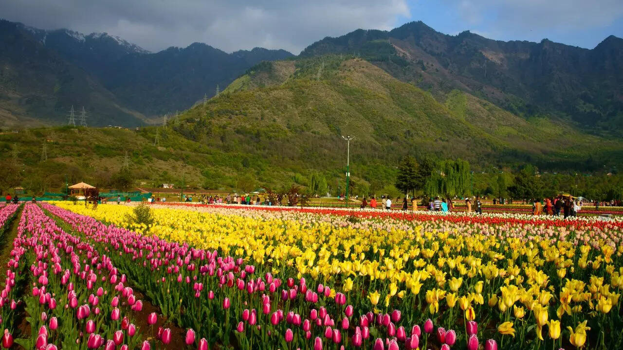 Indira Gandhi Memorial Tulip Garden opens March 19 in Asia’s largest ...