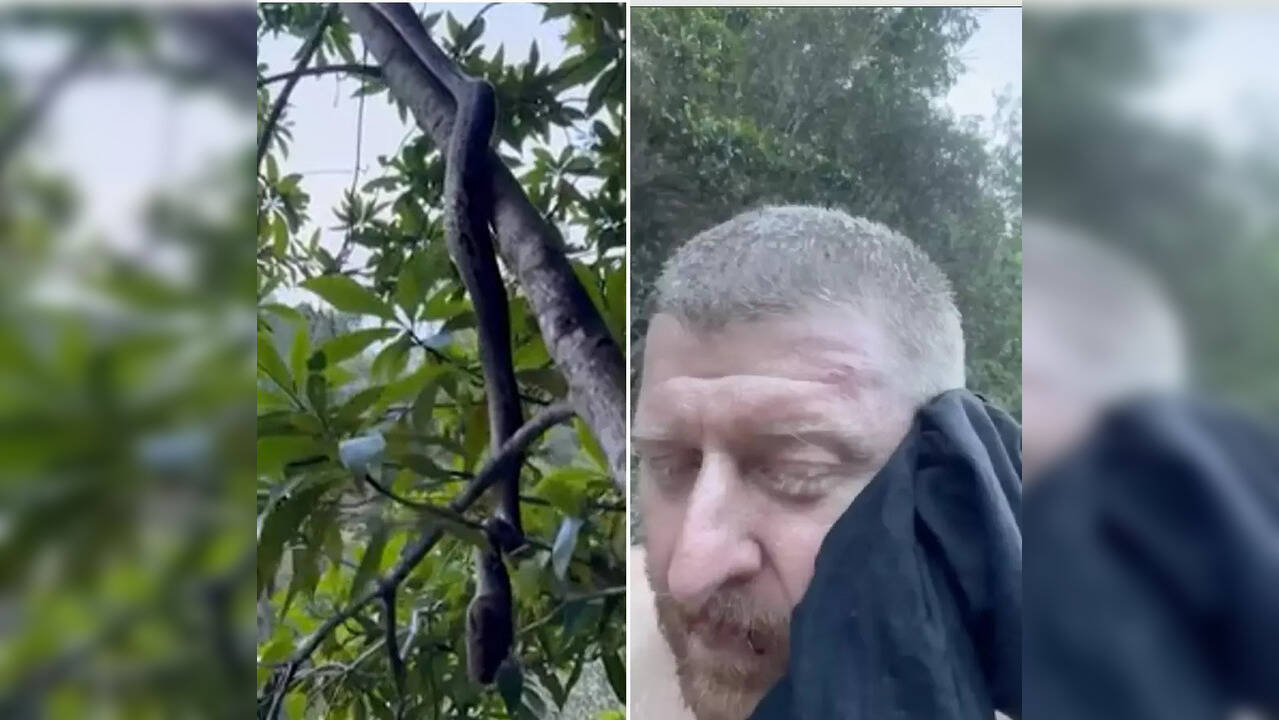 Photographer snaps stunning close-up shot of python before getting ...