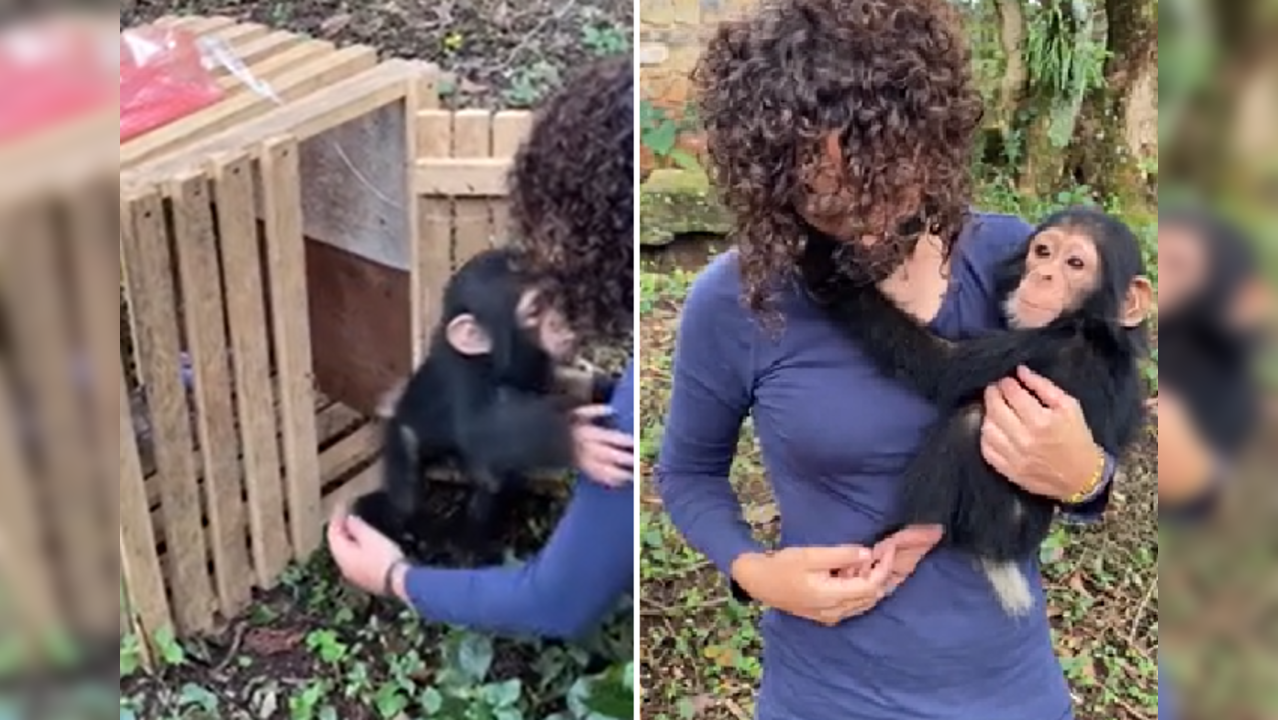 Traumatised baby chimpanzee runs to hug rescuer after being saved from ...