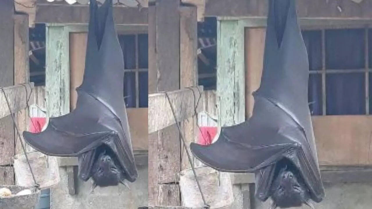 Throwback photo of the 'human-sized' bat goes viral. Is it REAL? Here's the truth | Viral News ...