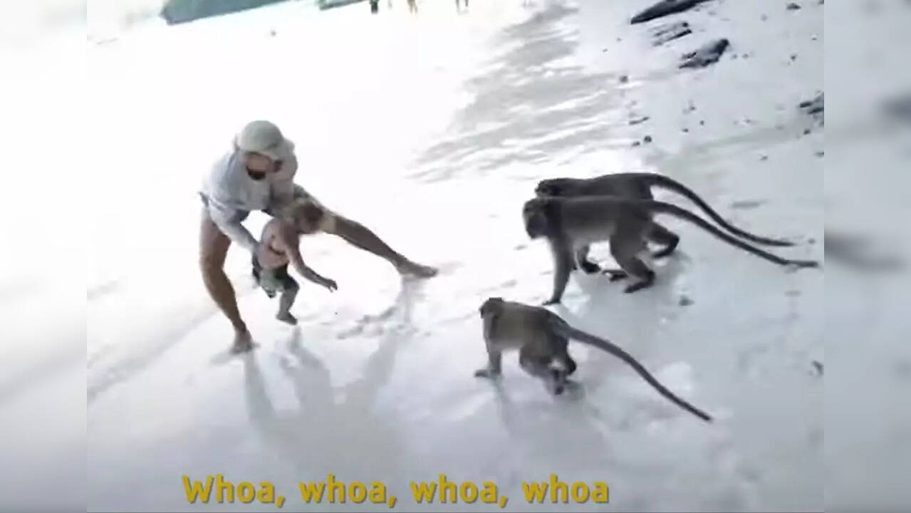 Shocking moment monkeys lunge at child on island beach, father leaps in ...