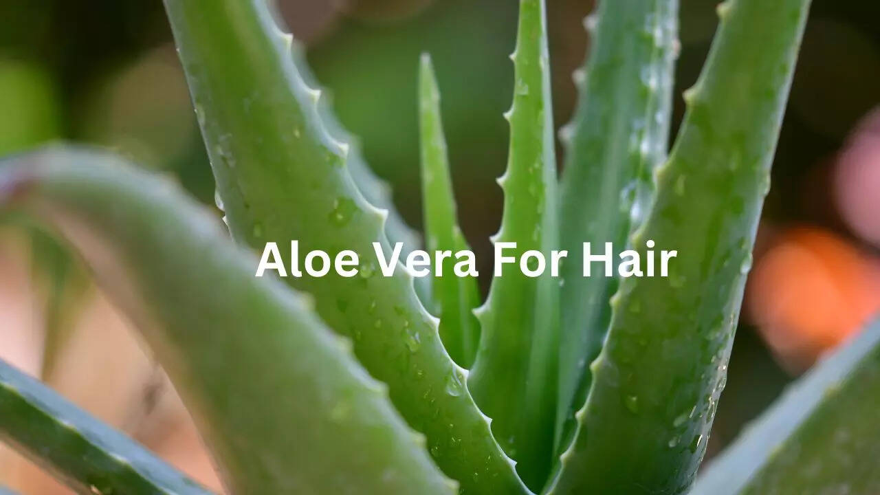 5 Proven Ways To Apply Aloe Vera Gel For Healthy Hair Lifestyle News