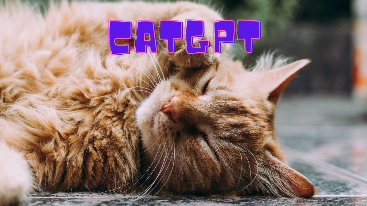 CatGPT | CatGPT AI Chatbot Has The Purrfect Answers To All Your ...