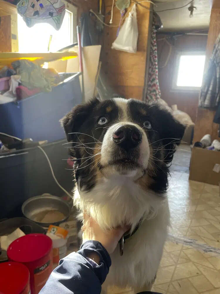 Heartwarming! Lost Pet Dog Braves 241 Km Trek Of Frozen Sea Ice To ...