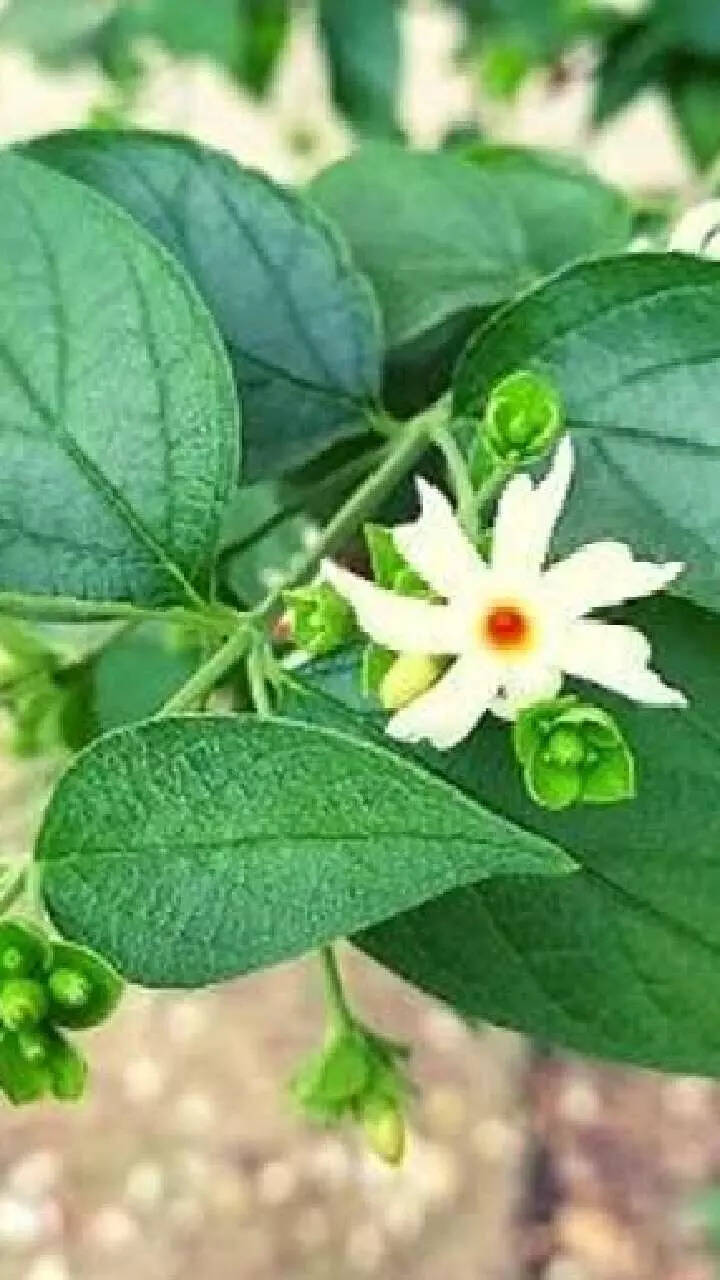 अडुळशाच्या पानांचे सेवन करण्याचे आहेत हे फायदे