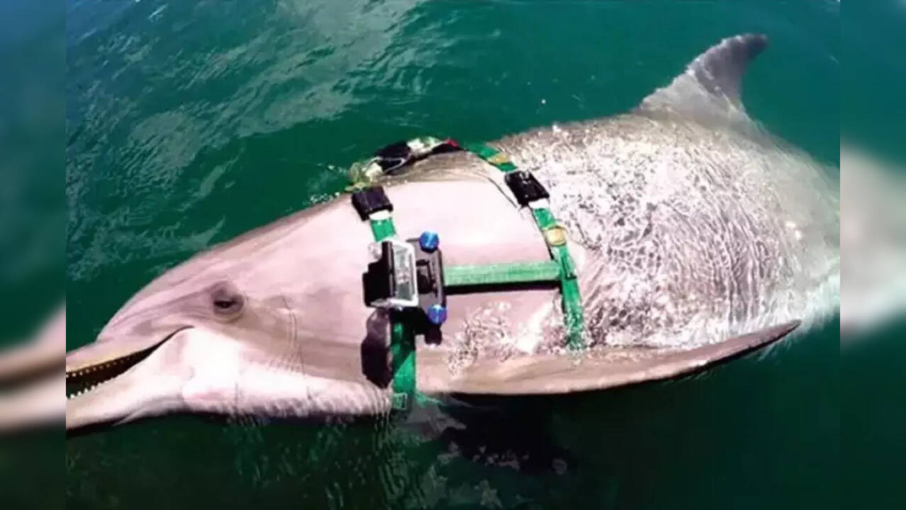Dolphin Eats Eight Venomous Sea Snakes; GoPro Footage Leaves Scientists ...