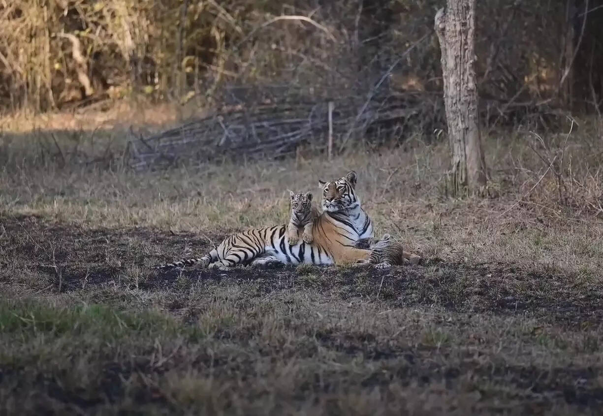 EXCLUSIVE | Big Cat Spotter Anurag Gawande Captures Another Gem - Tiger Cubs Calling Out To ...
