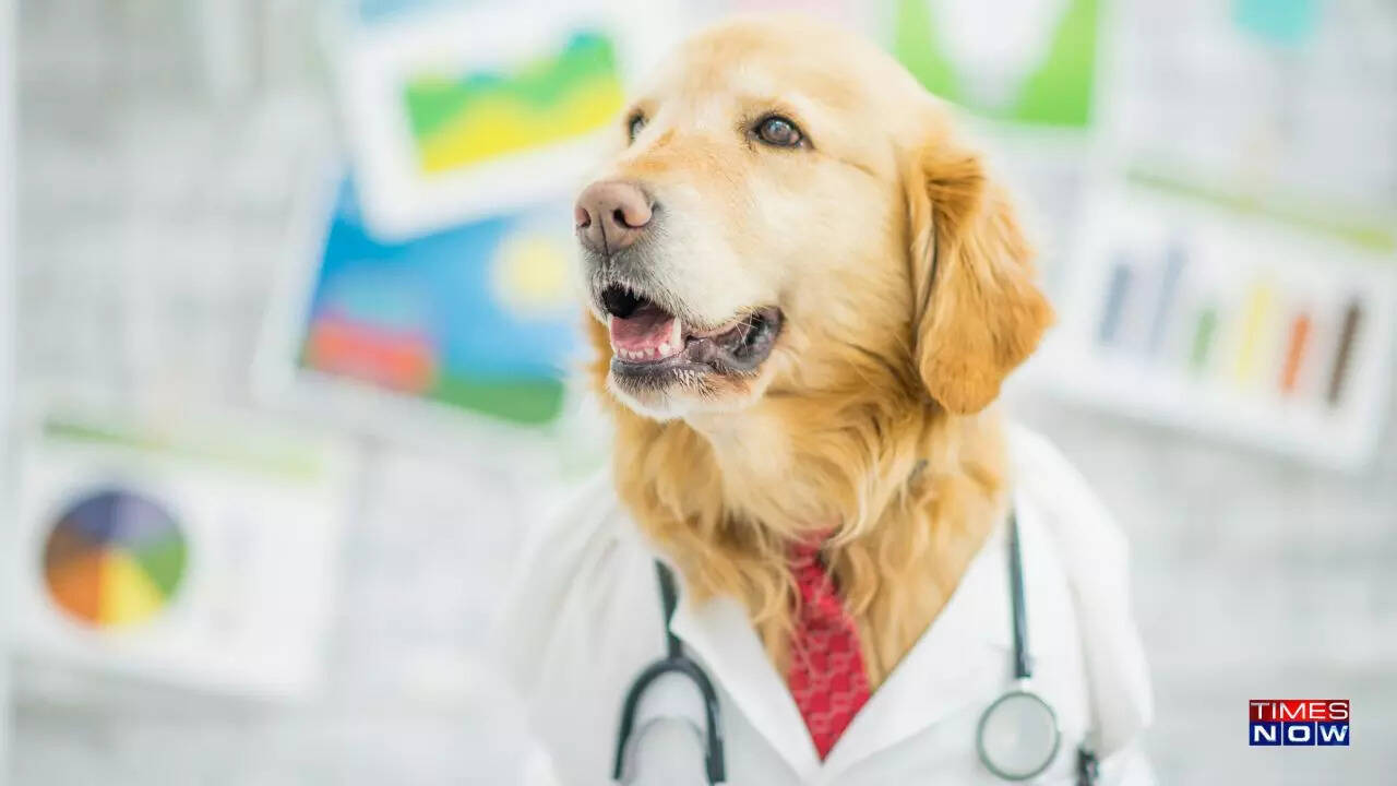 Canine COVID Warriors: Man's Best Friend Takes on the Virus, Claims New ...