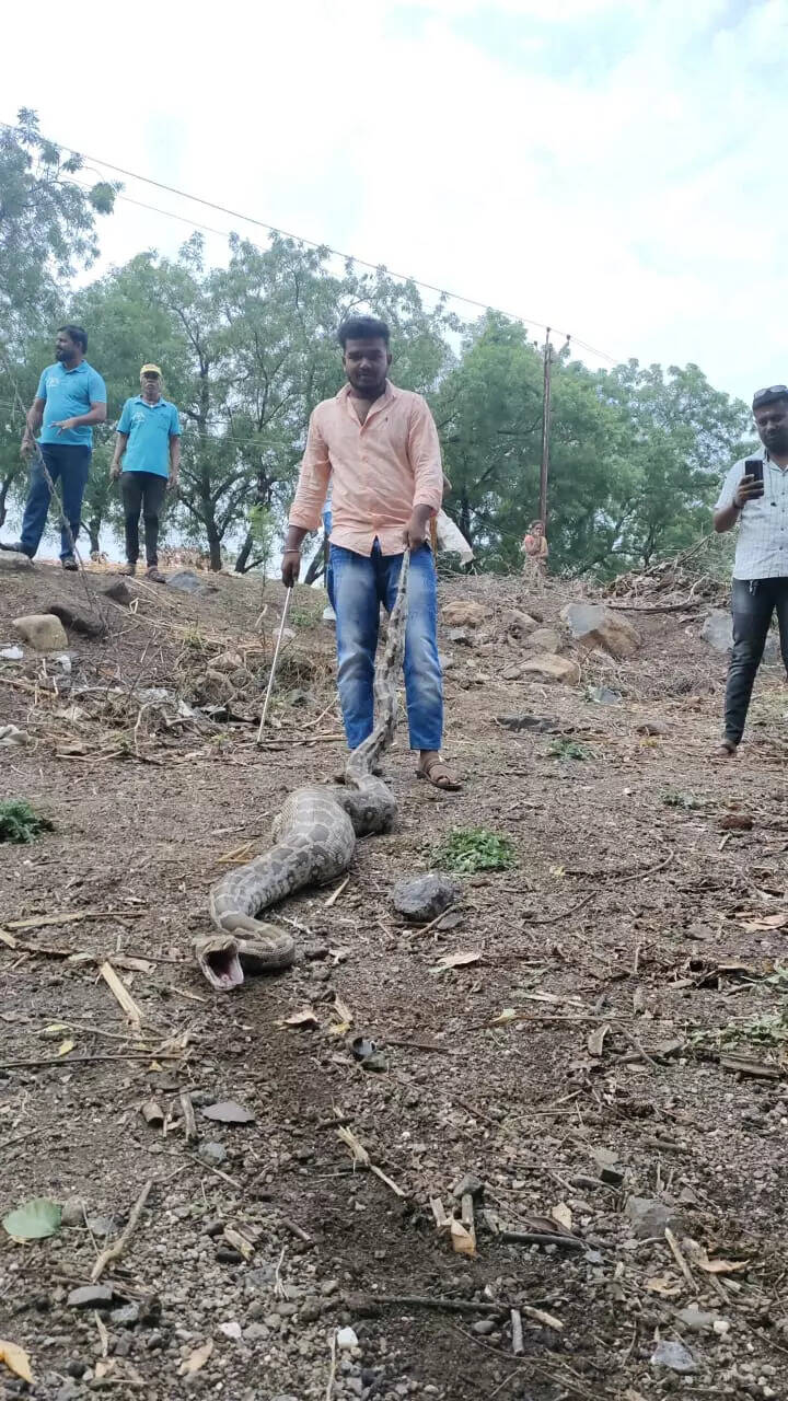 10 foot python swallowed a goat whole - Viral News : 10 फूट अजगराने ...