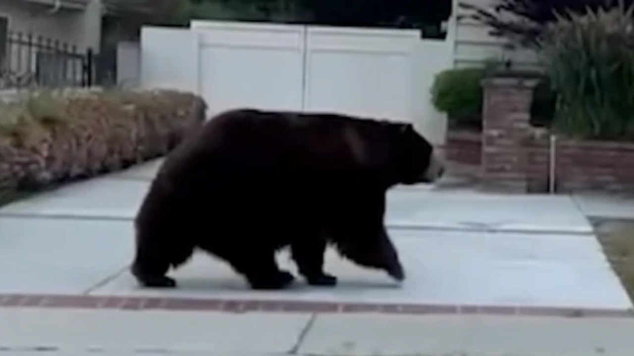 Neigh-bear-hood watch: Bear Casually Roams Neighbourhood Street In ...