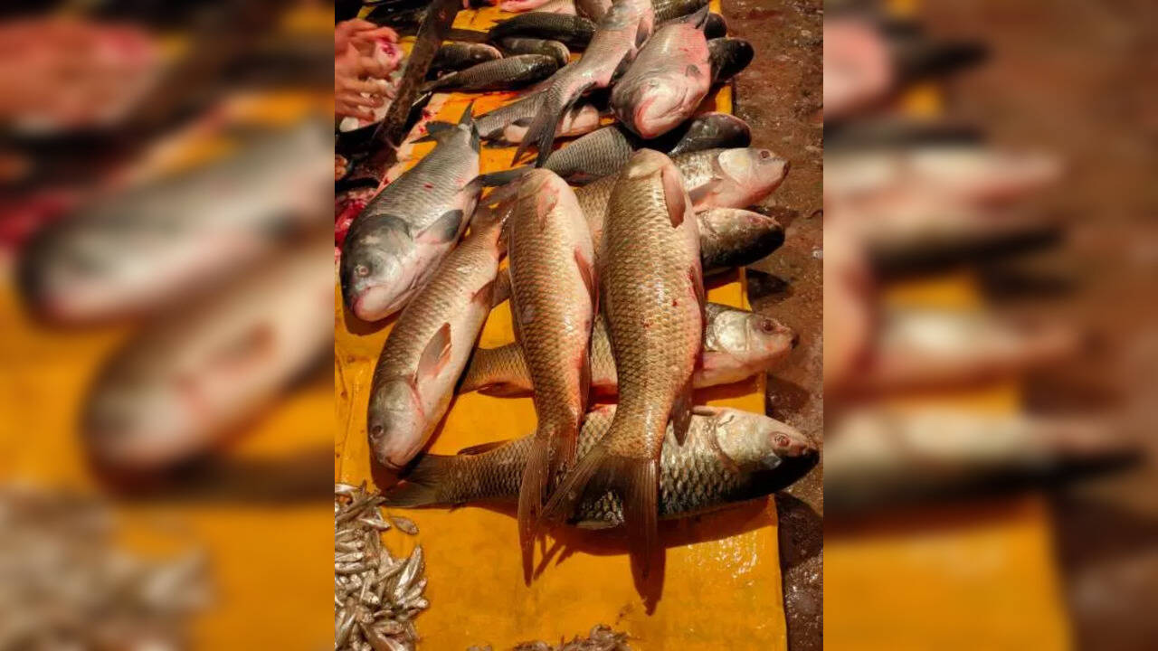 A Woman Suffers Kidney Failure After Eating Raw Fish Gallbladder To ...