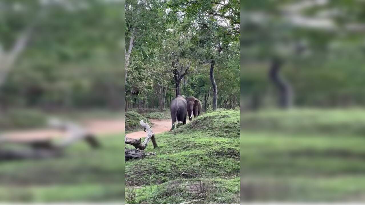 Two Elephants Fight In Viral Video, Netizens Call It 'Clash of Titans' | Viral Videos News ...