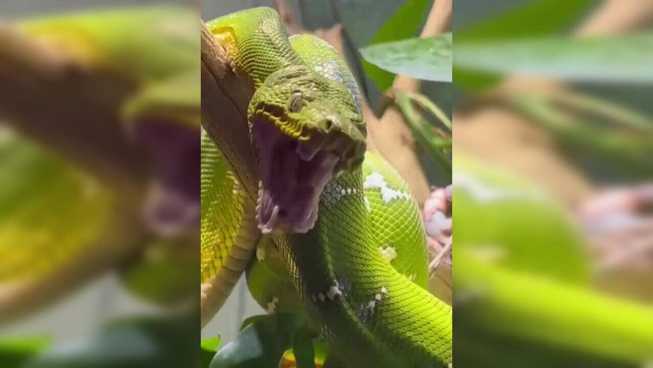 Snake 'Yawns' In Viral Video, Netizens Say It Needs A Coffee | Times Now
