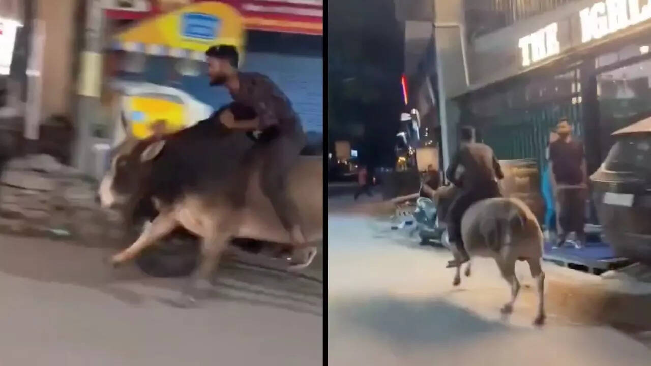 Viral Video: Uttarakhand Man Rides Bull Down Rishikesh Street, Chants ...