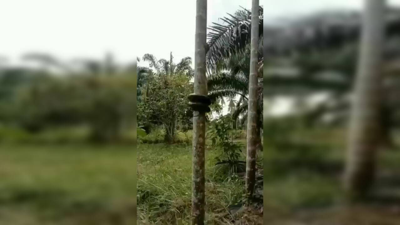 Viral Video of Snake Climbing Tree Has People ‘Scared to Live’ in The ...