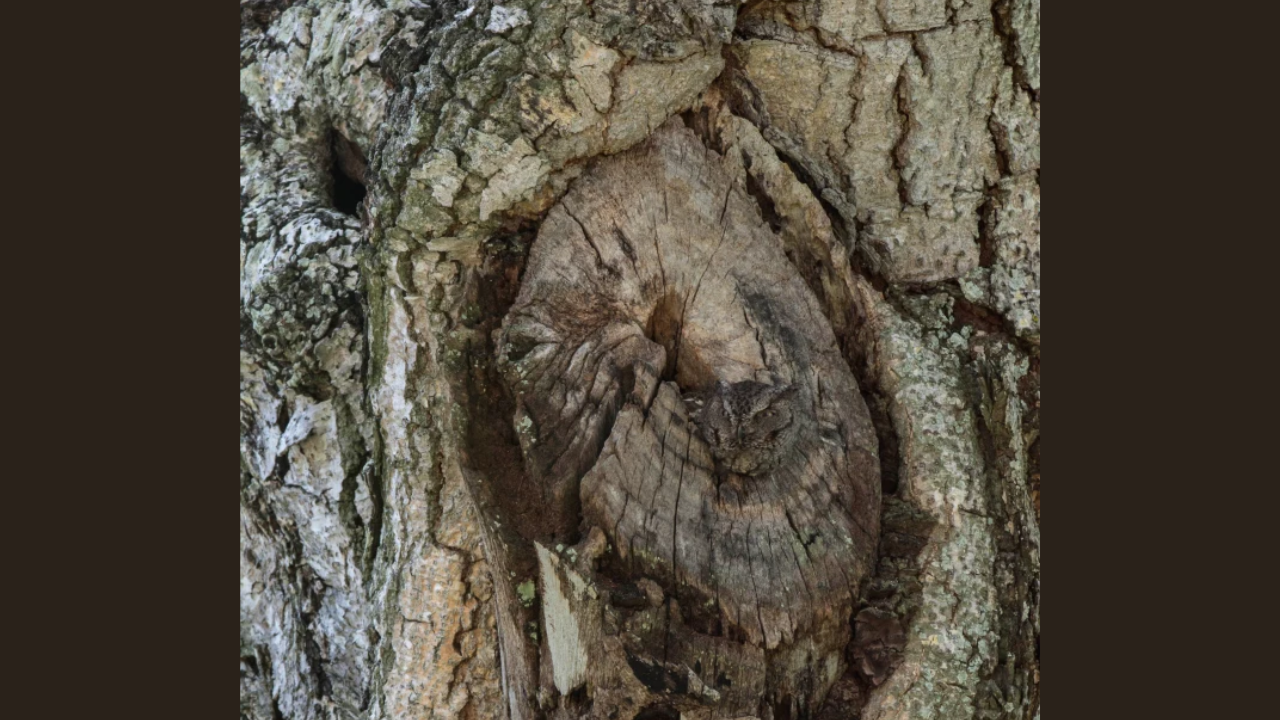 An Owl For The Eagle-Eyed: Optical Illusion Challenges Viewers To Spot ...