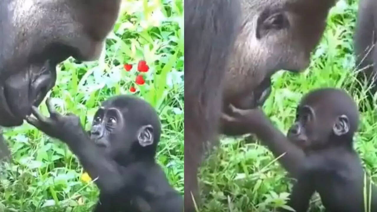Viral Video | Baby Gorilla's Reaction On Meeting Father For The First ...