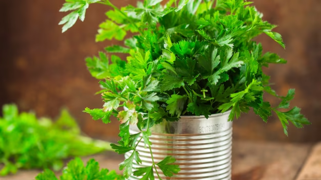 Easy Tips To Store Coriander Leaves In Fridge For Long Time - VIDEO ...