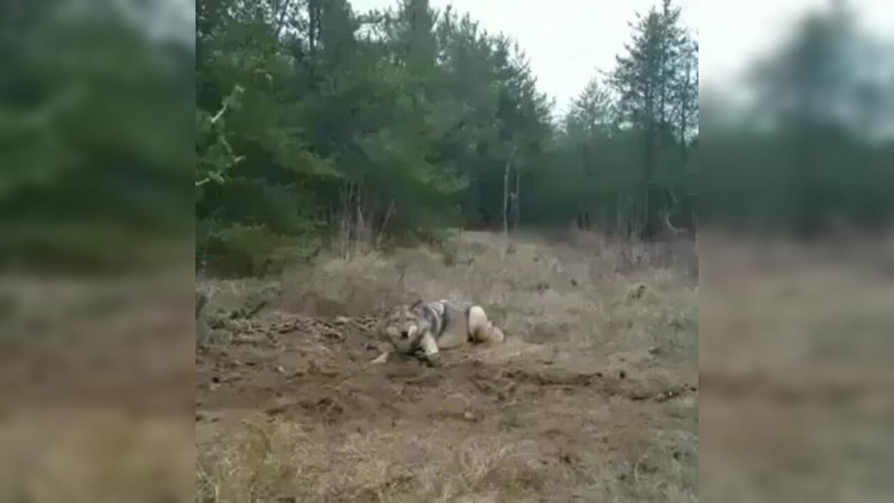 Man Saves Wolf From Trap | Man Risks Own Life To Save Wolf Stuck In ...