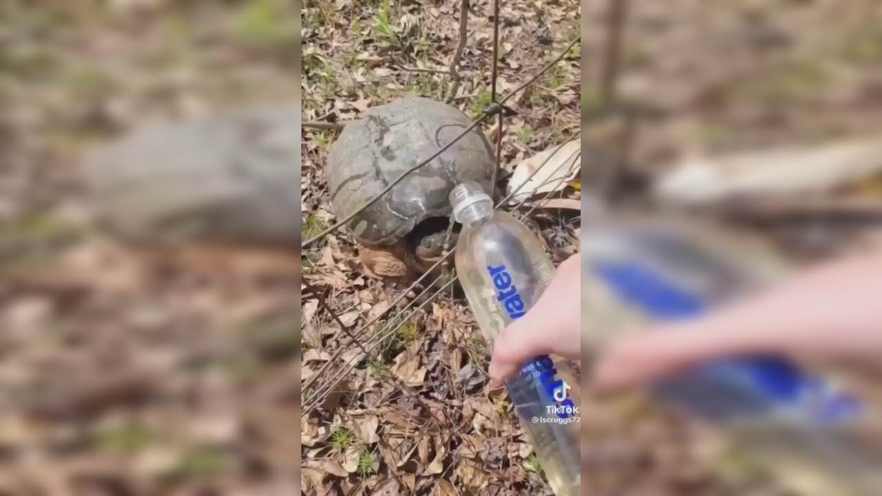 From Aww To OMG: Woman Gives Water To Thirsty Turtle, It Attacks Her ...