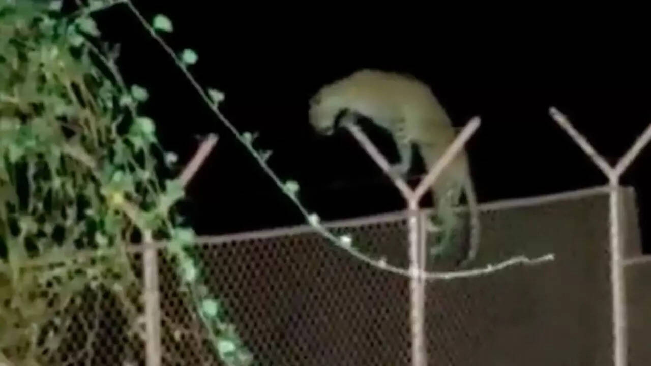 Leopard Jumps A ‘20-Feet’ Wall in Viral Video | Times Now