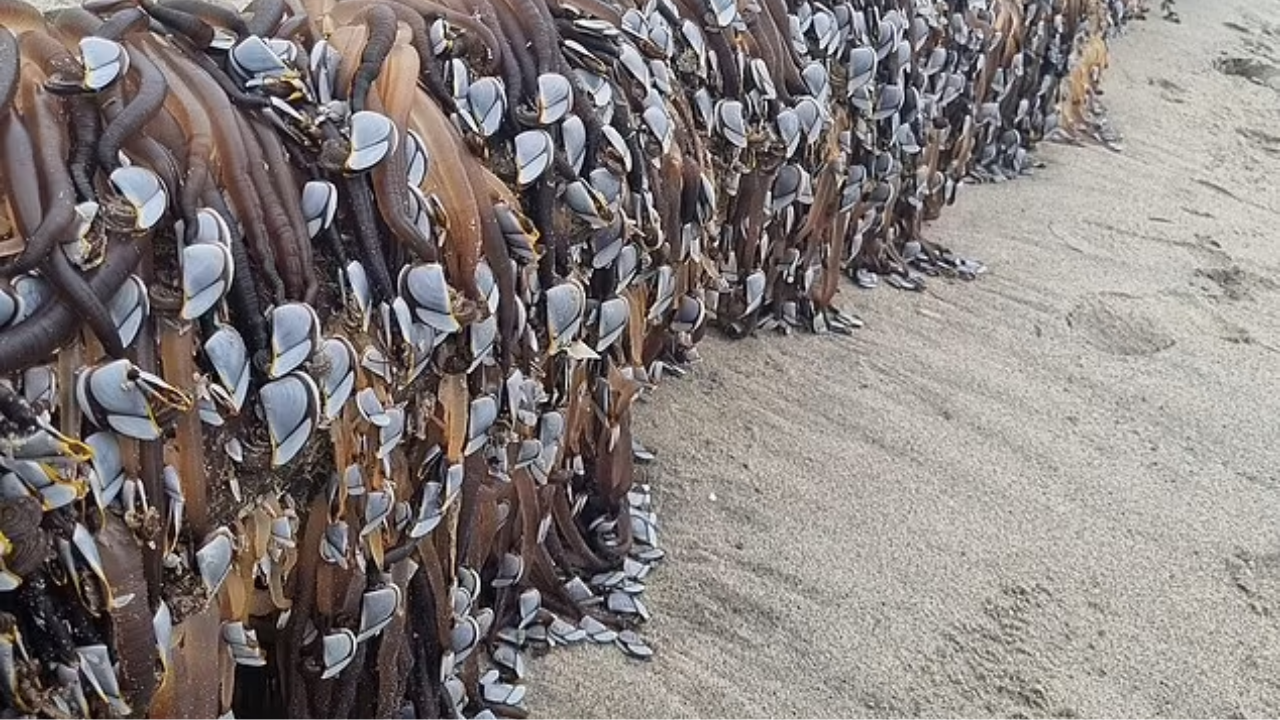 ‘Alien Log’ Covered In Unusual Sea Creatures Captures The Internet’s ...