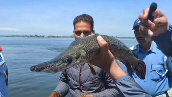 Alligator Gar Fish Dal Lake | Rare Alligator Gar Fish Found In Kashmir ...