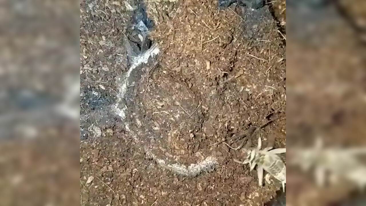 Trapdoor Spider Ambushes Prey From Beneath Cork-Like Trapdoor; Stunning ...