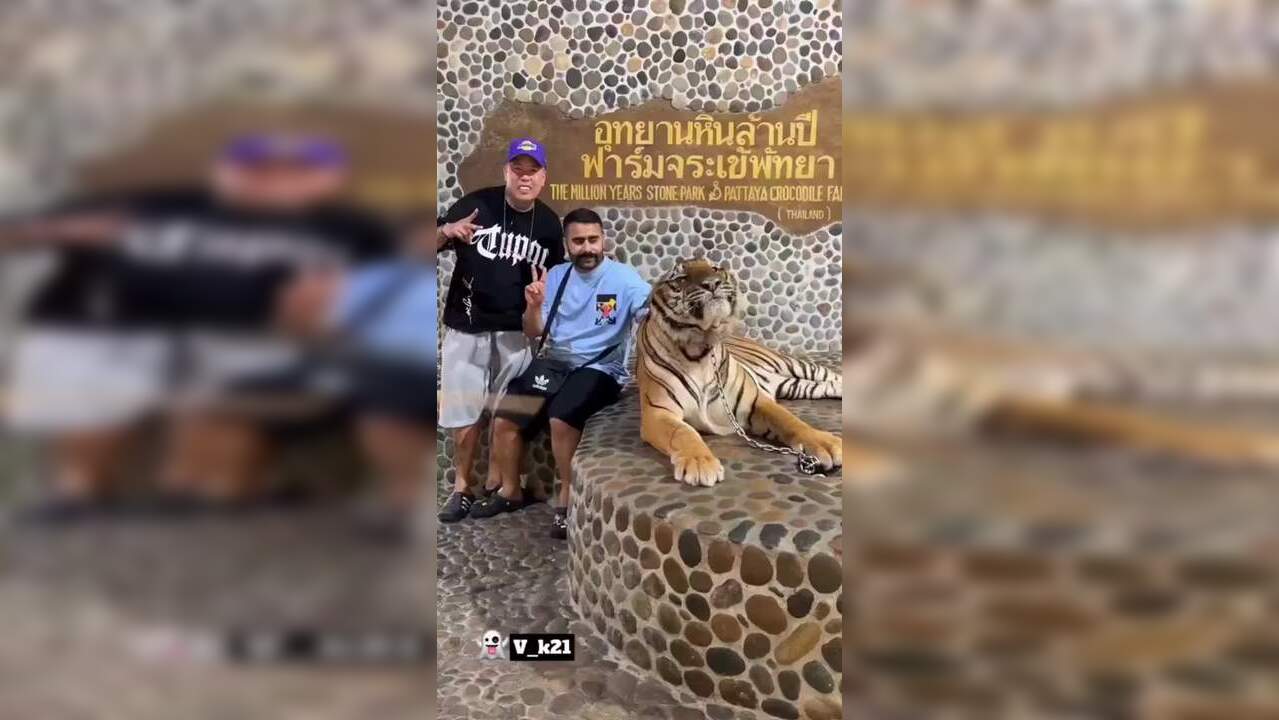Tiger Scares Away Men Clicking Pictures With It, Netizens Say 'Enough ...