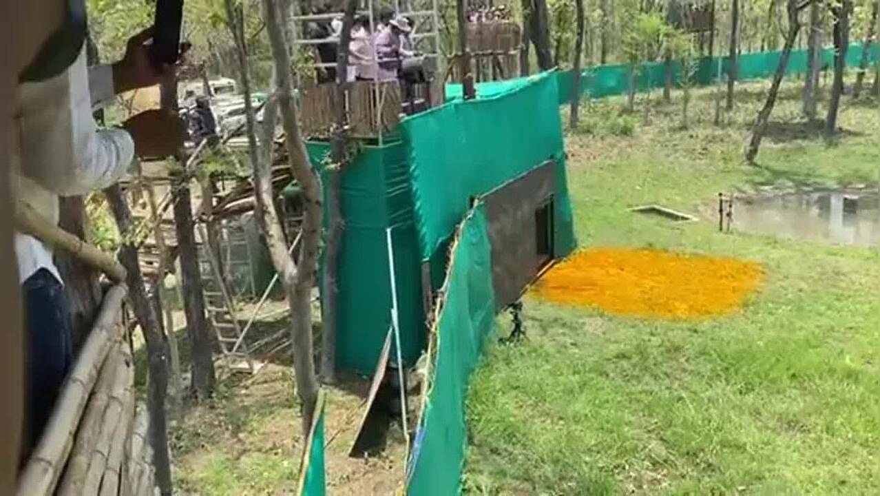 Bramhapuri Range To Nawegaon Nagzira Tiger Reserve: IFS Official Shares ...