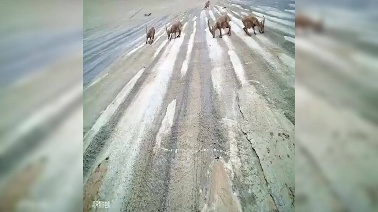 The Alpine ibex is can do balancing things that we humans can't even ...