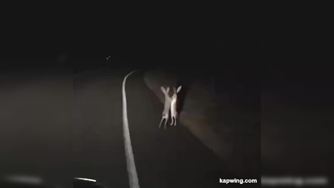 Bunny Battle: 2 Hares Fight As If They Are In Boxing Match, Video Goes ...