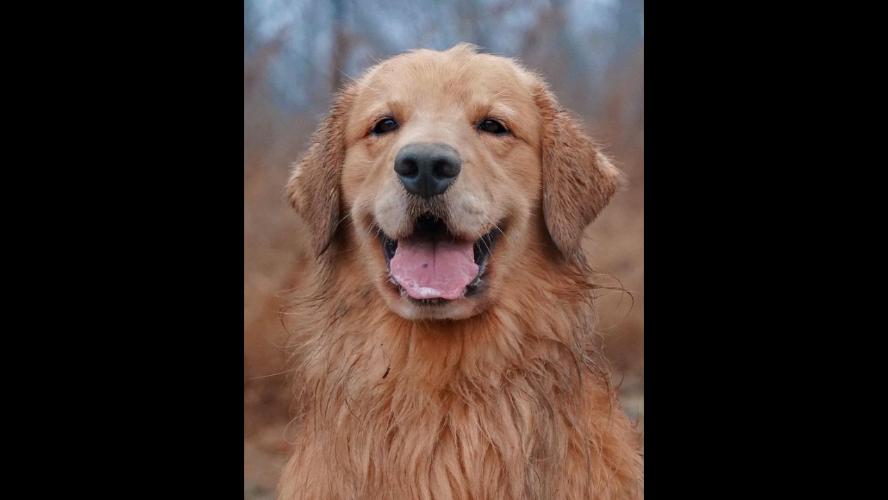 Meet Tucker, A Golden Retriever Influencer Who Earns Rs 8 Crore A Year ...