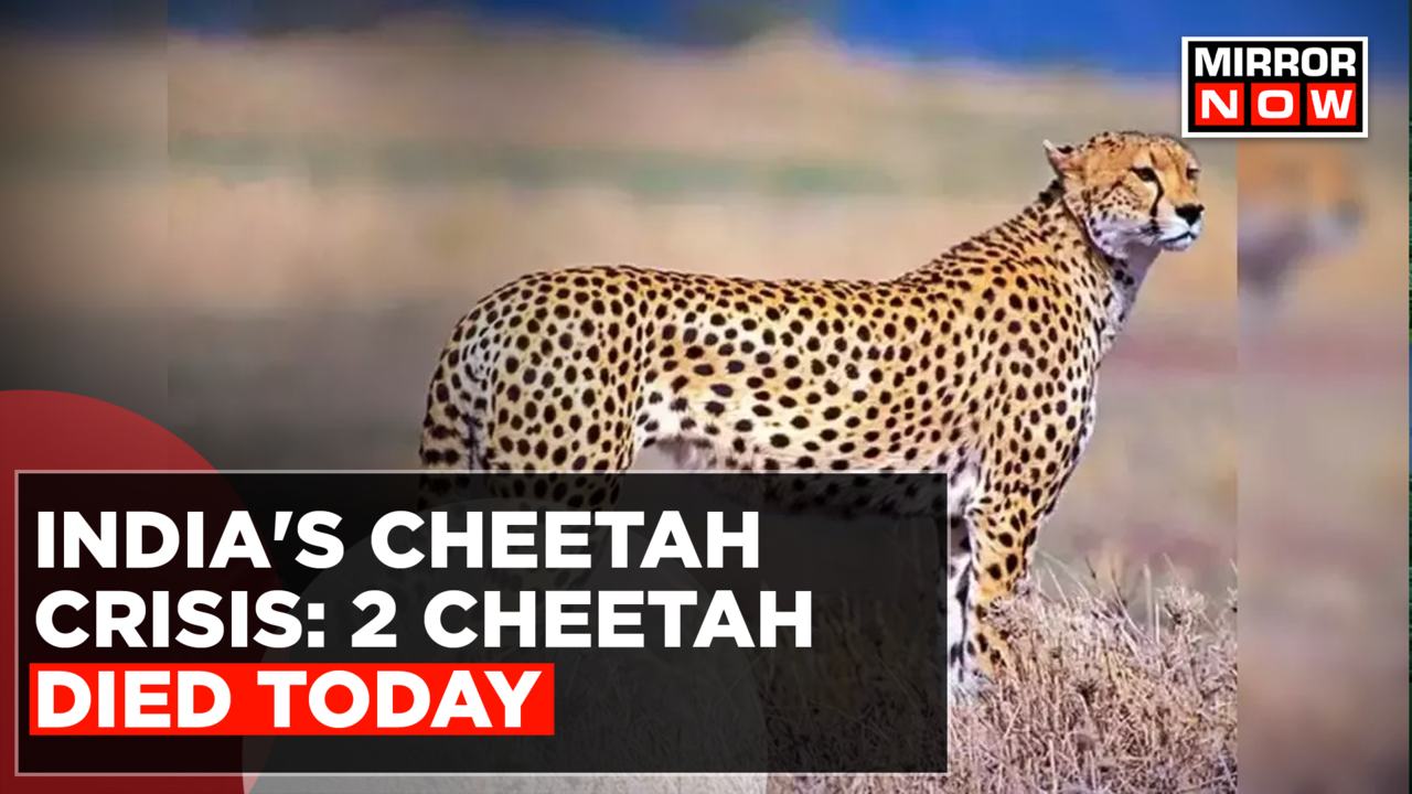 India Cheetah Crisis | 2 Cheetah Died Today | Tiger Conservation Body Acts; 11-Member Panel ...