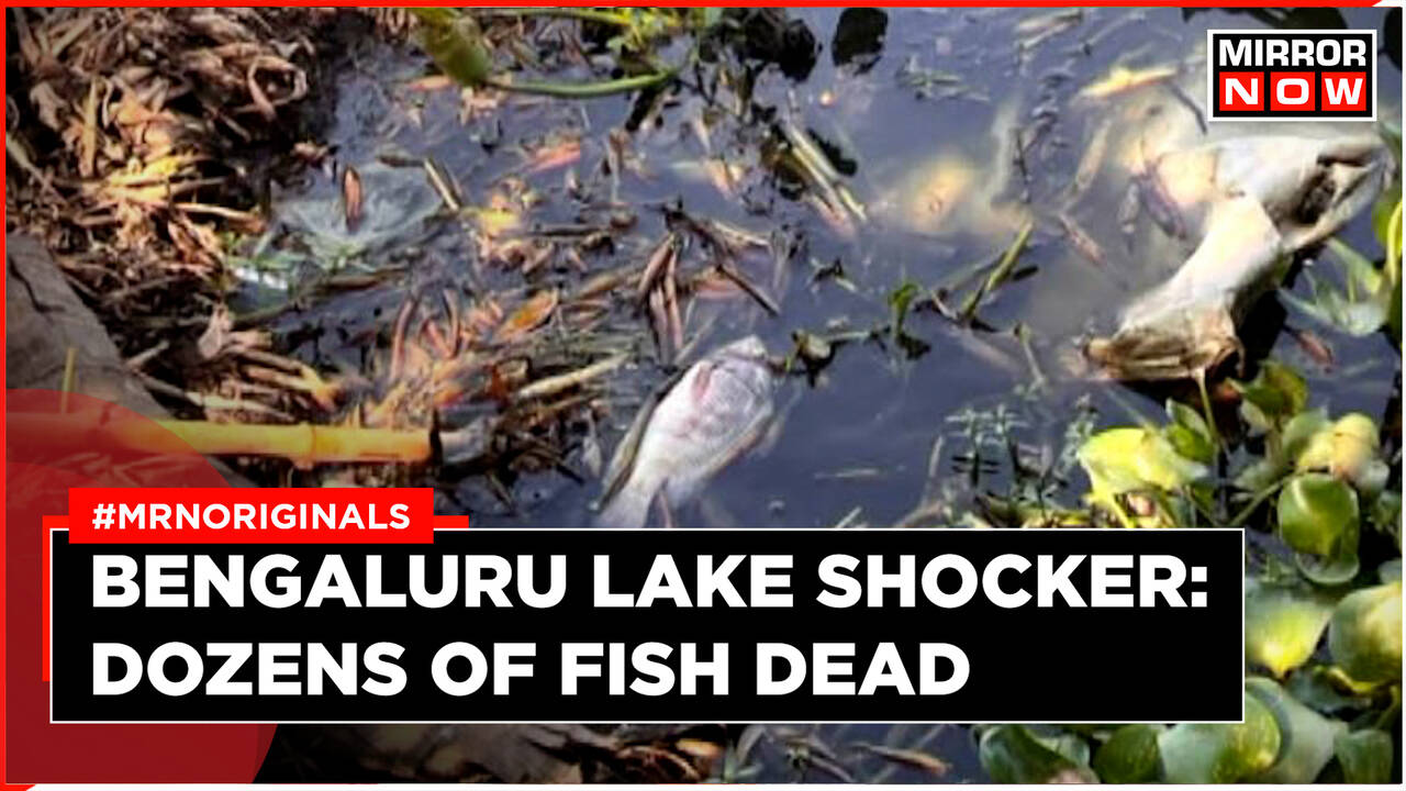 Bengaluru Lake Shocker: Dozens Of Fish Dead | Times Now