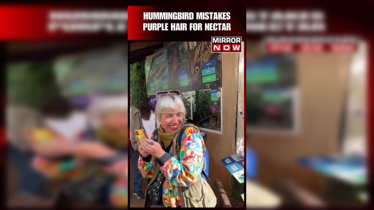 Watch: Hummingbird Mistakes Woman's Purple Hair For Nectar, Video Goes ...