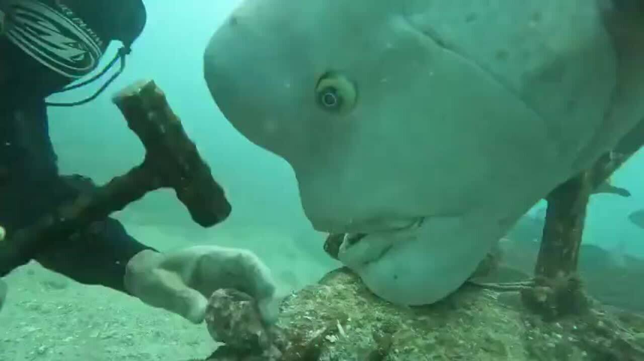 Asian sheepshead wrasse: The ‘Strange’ Fish You Saw in That Viral Video | Times Now