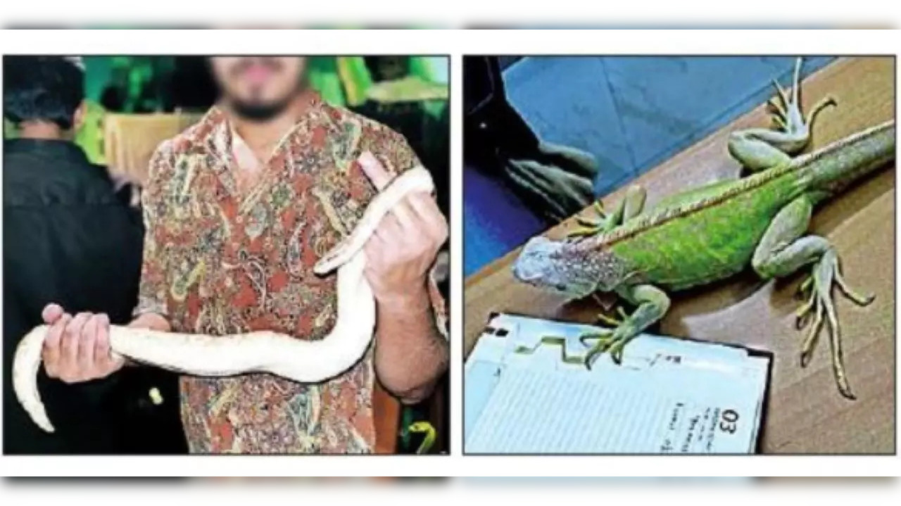 Hyderabad: Pub In Jubilee Hills Allows Customers To Hold, Dance With ...