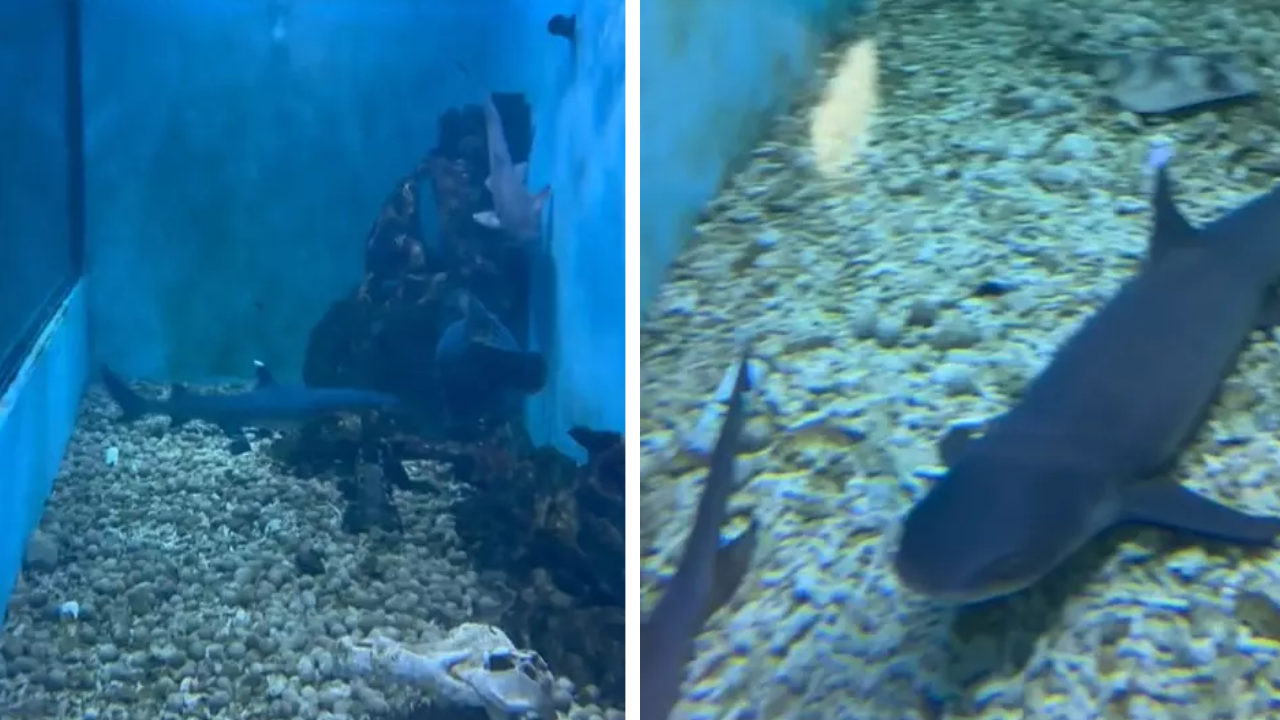 Man Installs Shark Tank In His Living Room; Says Critics Are 'Jealous ...