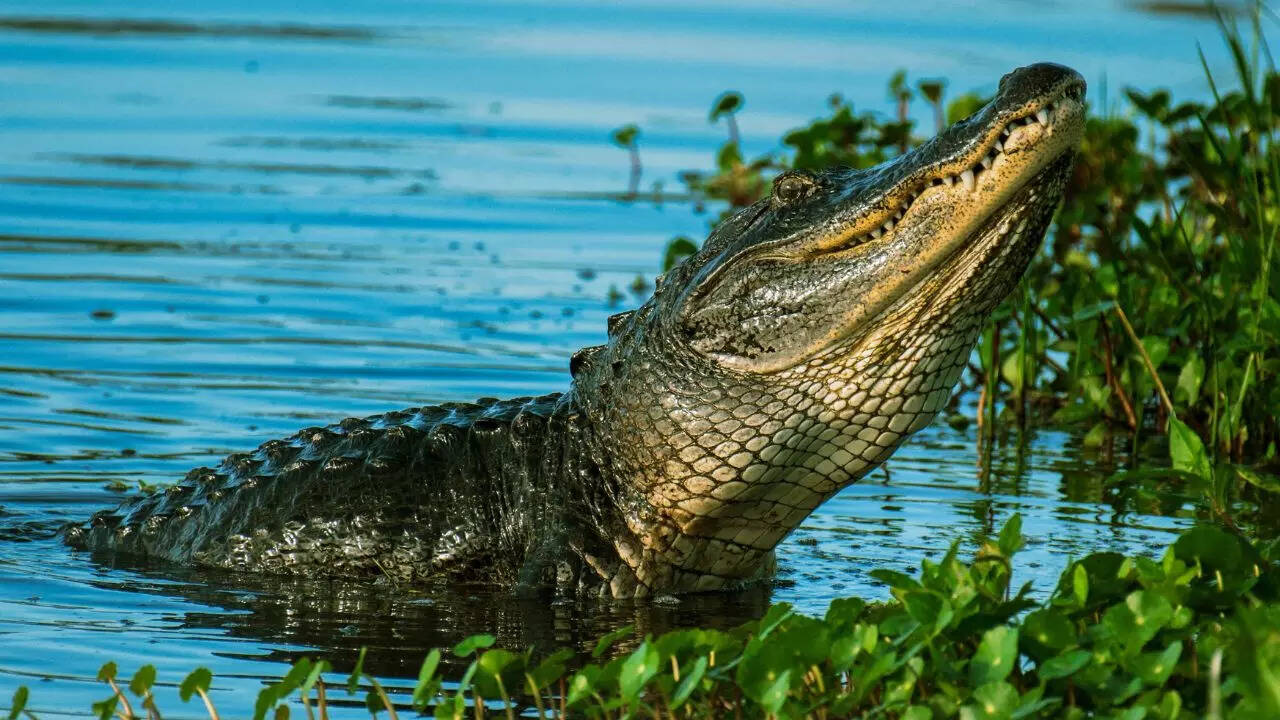 Man Pulls Head Out From The Jaws Of A Crocodile In Shocking Incident ...