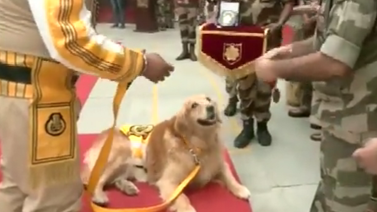 Three Sniffer Dogs Retired After Serving DMRC For 8 Years - And CISF ...