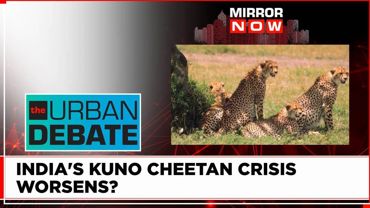 Cheetah Crisis Worsens | Kuno To Get 7 More Big Cats | Why Confining ...