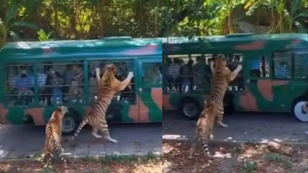 SHOCKING! Viral Video Of Tiger Clinging On To Tourist Bus During Jungle ...