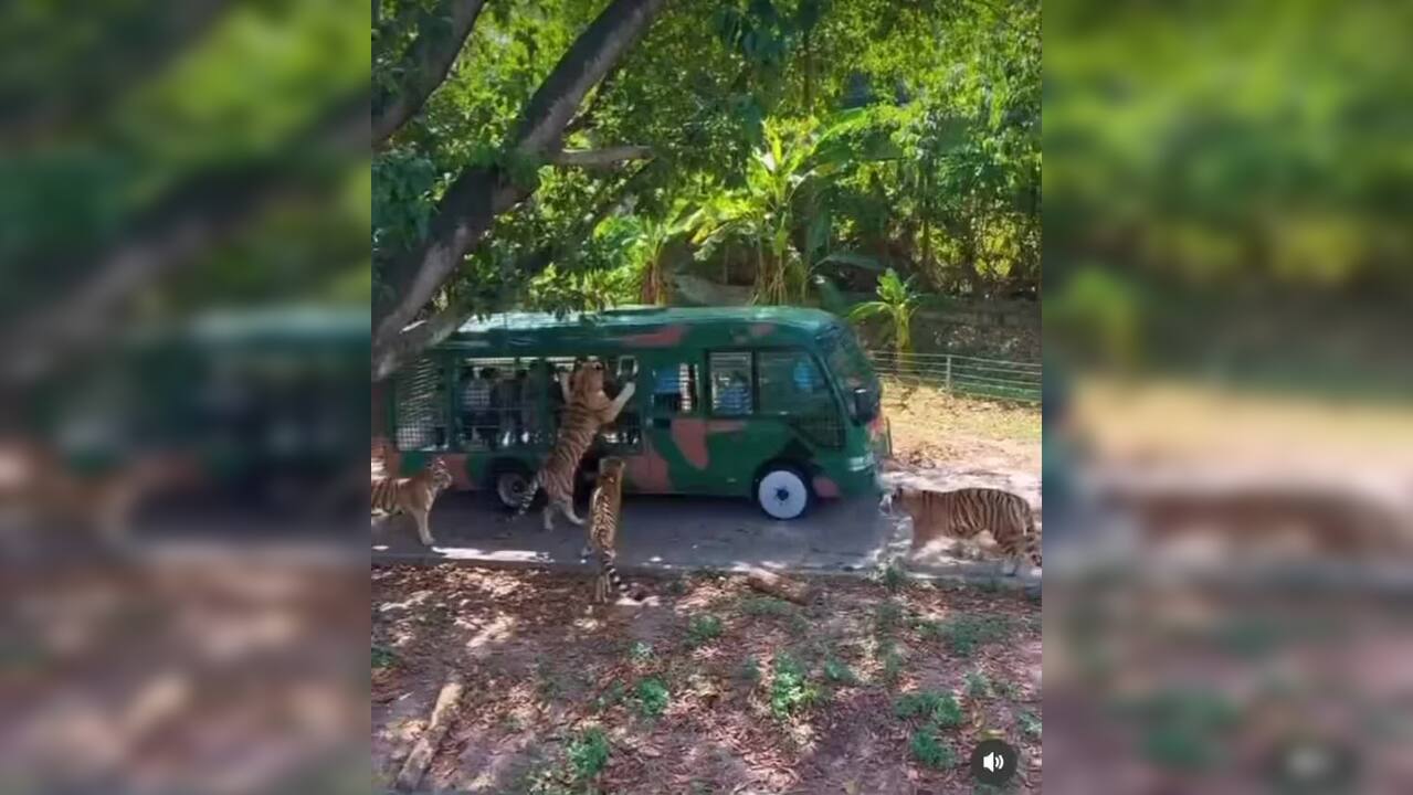 Viral Video: Tiger Clings to Jungle Safari Bus During Terrifying ...