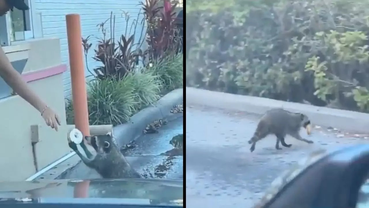 Viral Video: Raccoon ‘Orders’ Doughnut at Dunkin Donuts Drive-Thru ...