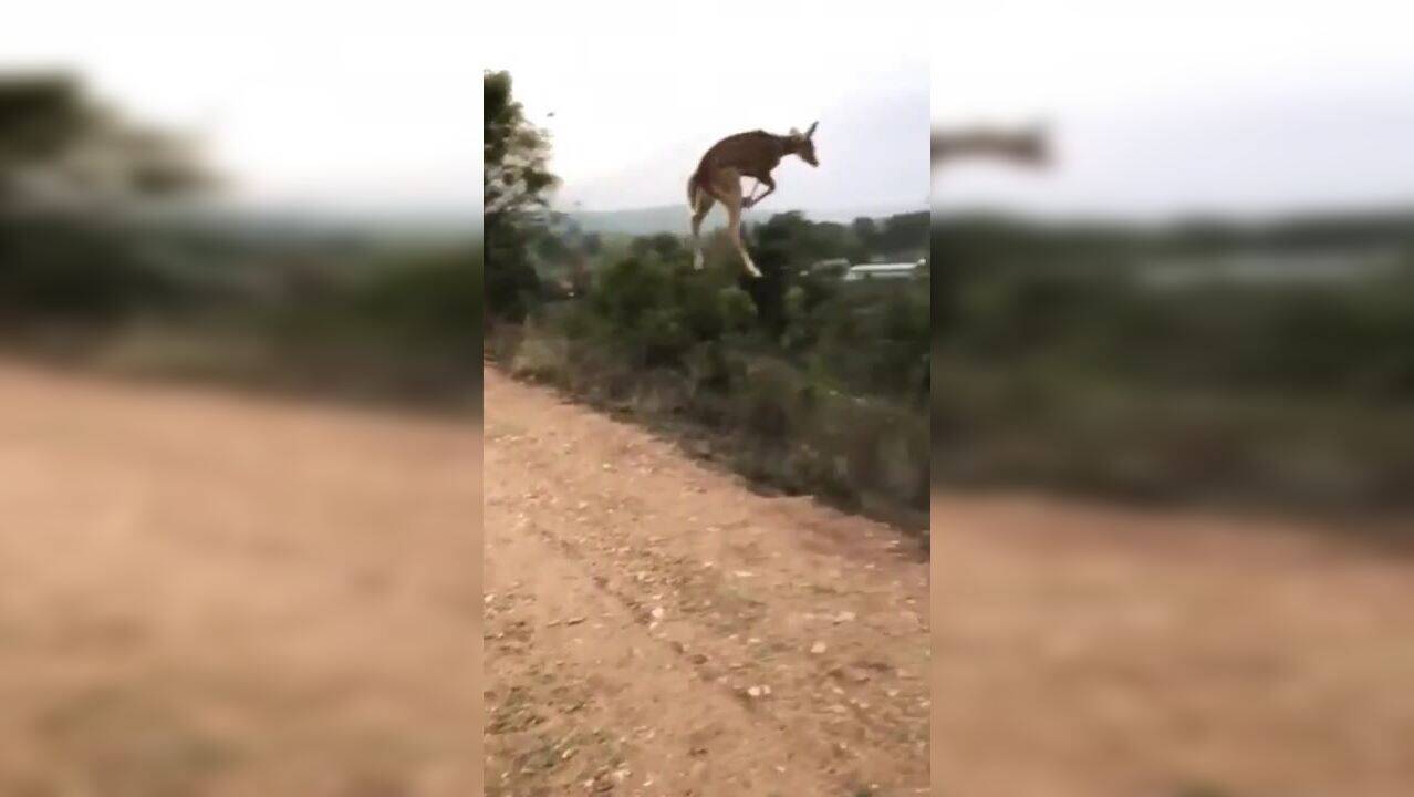 This Deer's Incredible Leap Across Road Will Make Every Olympic Long ...